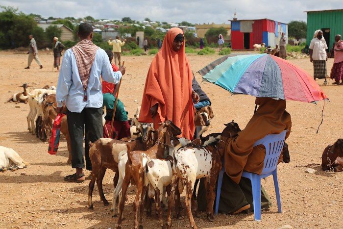 Somali Goat - Breed Profile - Goat Journal